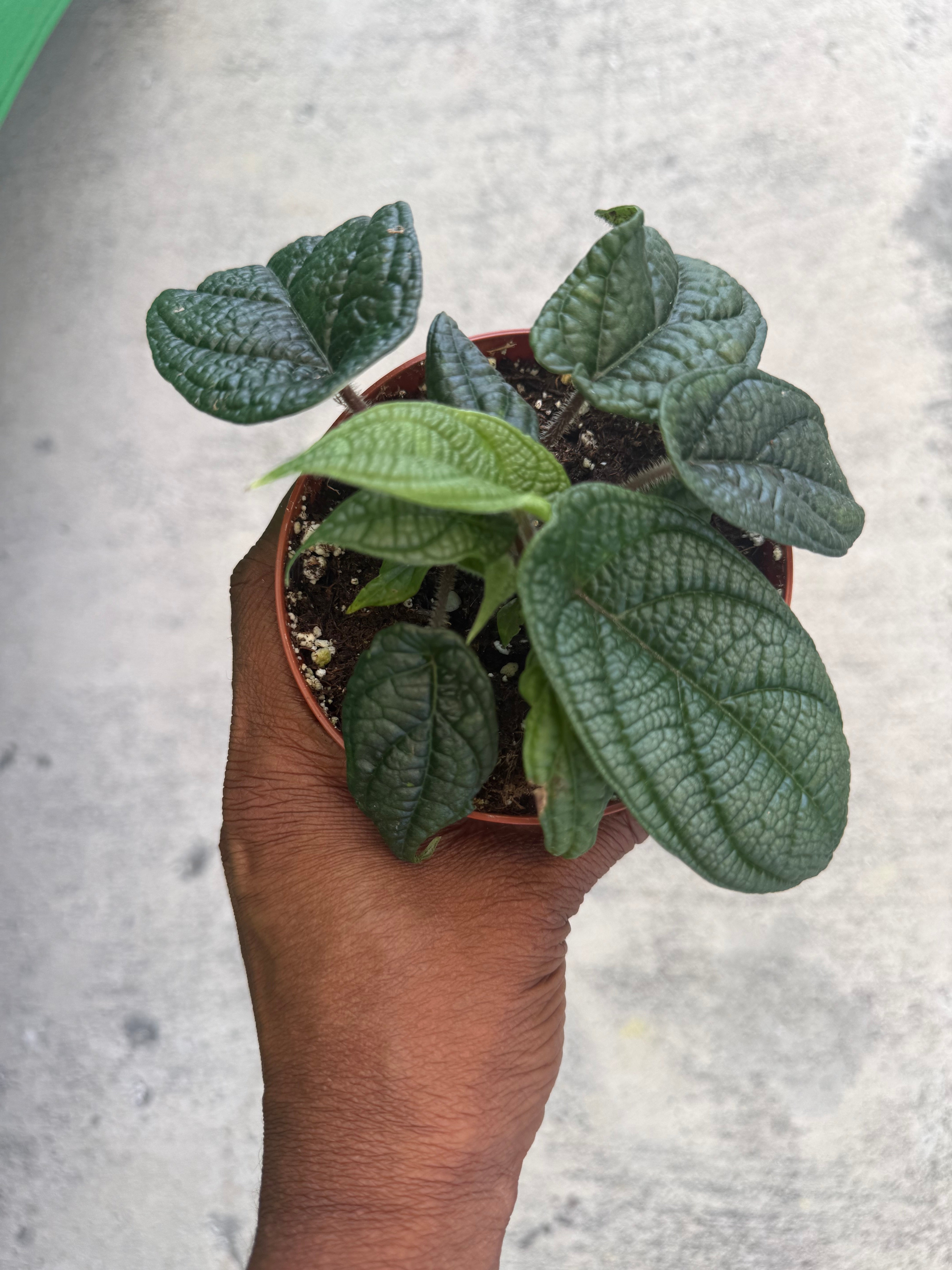 Piper parmatum – Prop & Grow Plant Shop