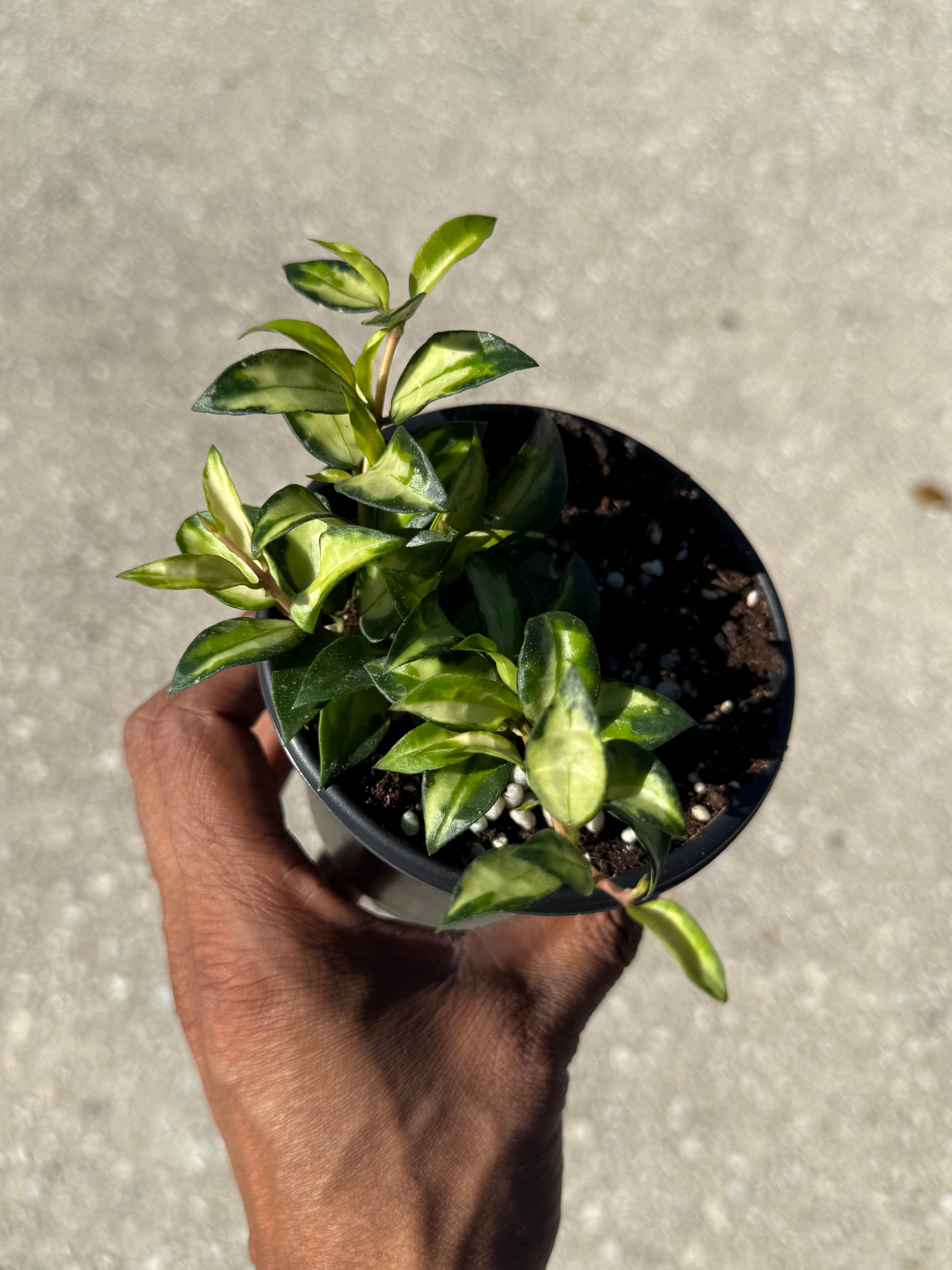 Hoya lacunosa Bruno – Prop & Grow Plant Shop
