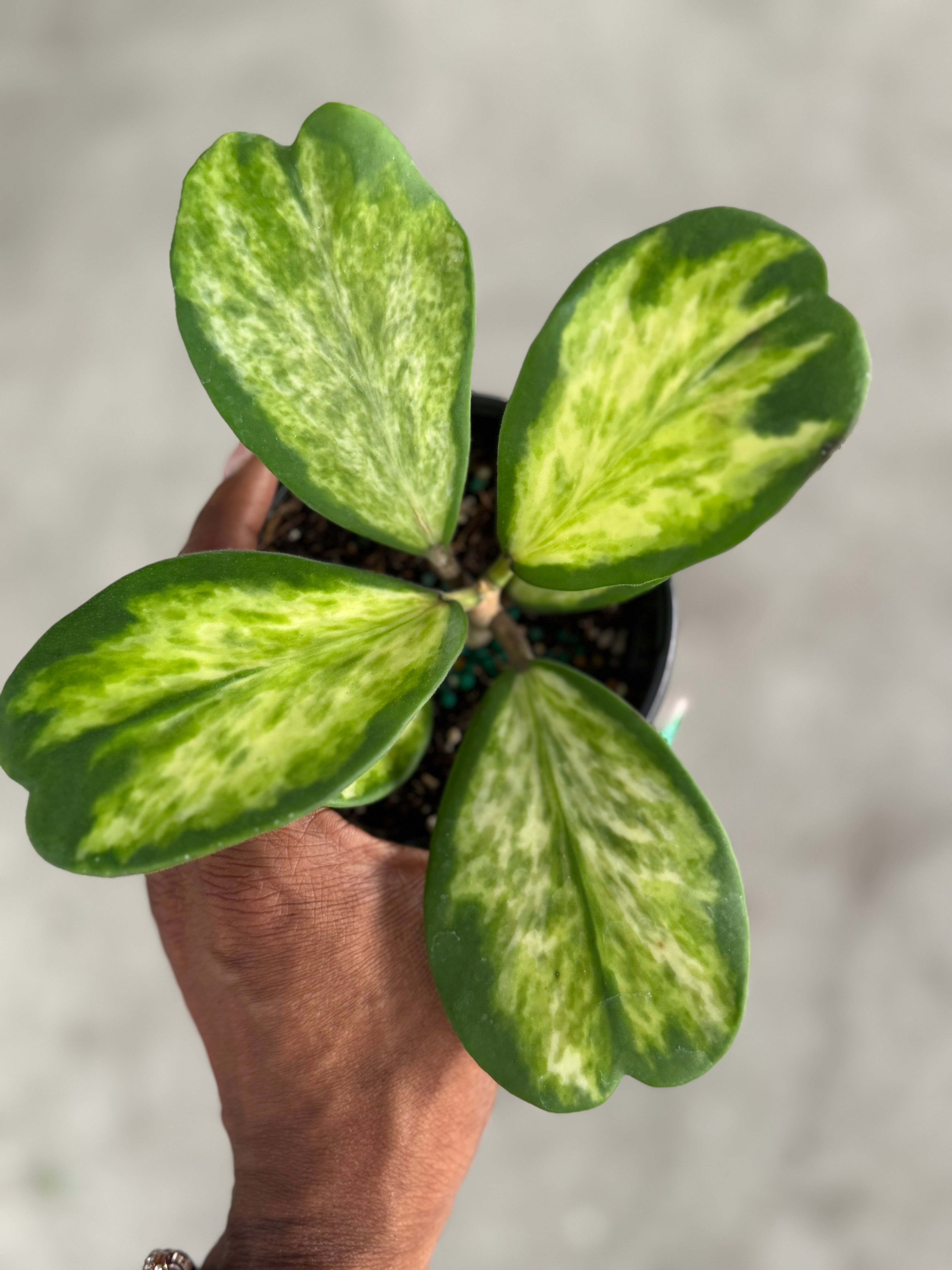 Hoya Kerri Variegata 'Speckles' – Prop & Grow Plant Shop