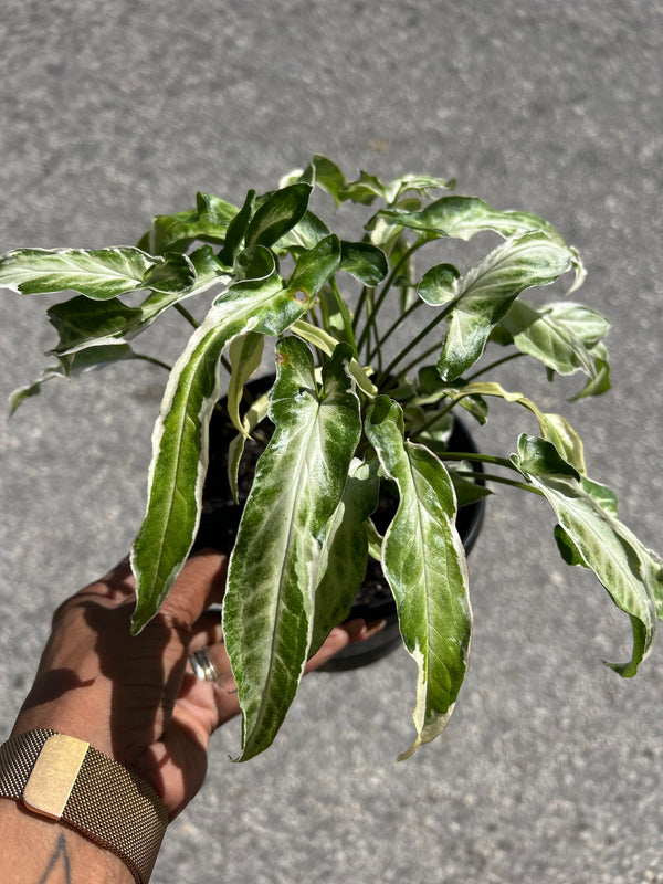 Syngonium Podophyllum 'Starlite' – Prop & Grow Plant Shop