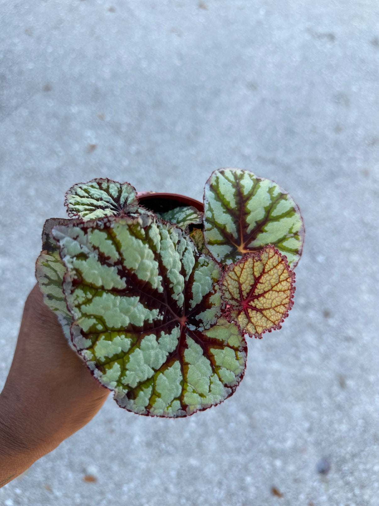 Begonia Rex ‘Fedor’ – Prop & Grow Plant Shop